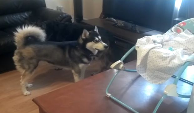 Sibirski haski je prišao novorođenoj bebi koja je ležala u ležaljci ...